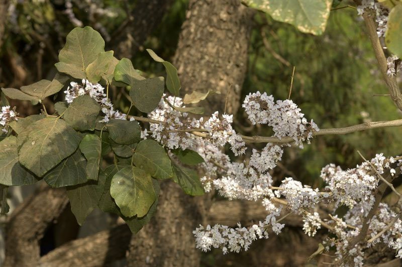 Desmodium Oojeinense | Ougeinia | Chariot Tree | Sandan | 10_seeds - Etsy