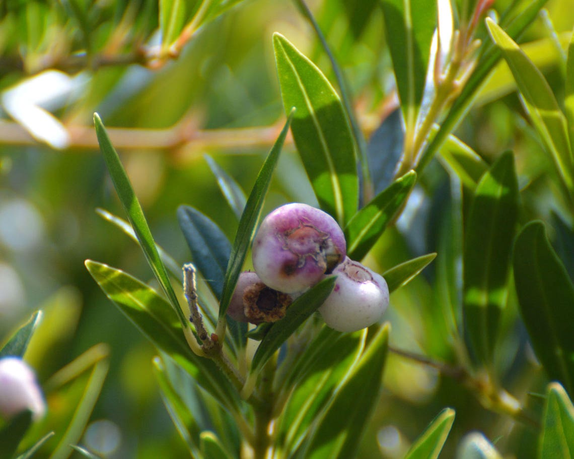 Syzygium (acmena) Smithii | Mini Lilly Pilly | 10_seeds - Etsy