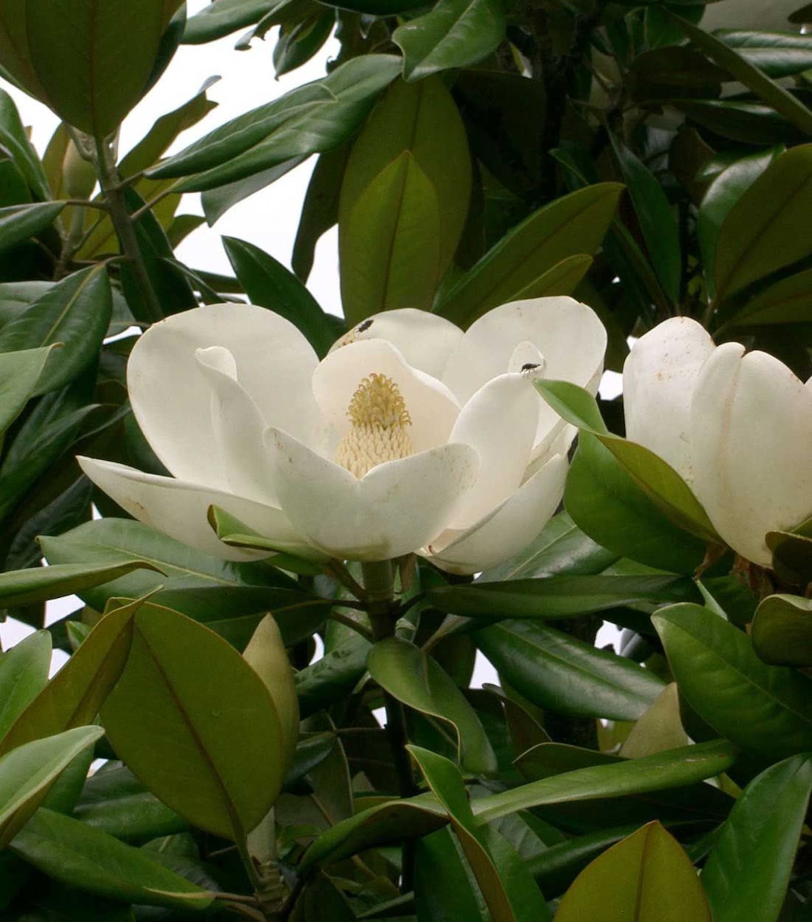 Magnolia Grandiflora Southern Magnolias Bull Bay - Etsy