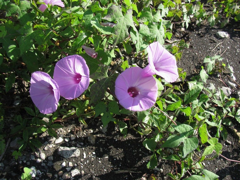 Ipomoea Cordatotriloba Sharp-pod Morning-glory 10_seeds - Etsy