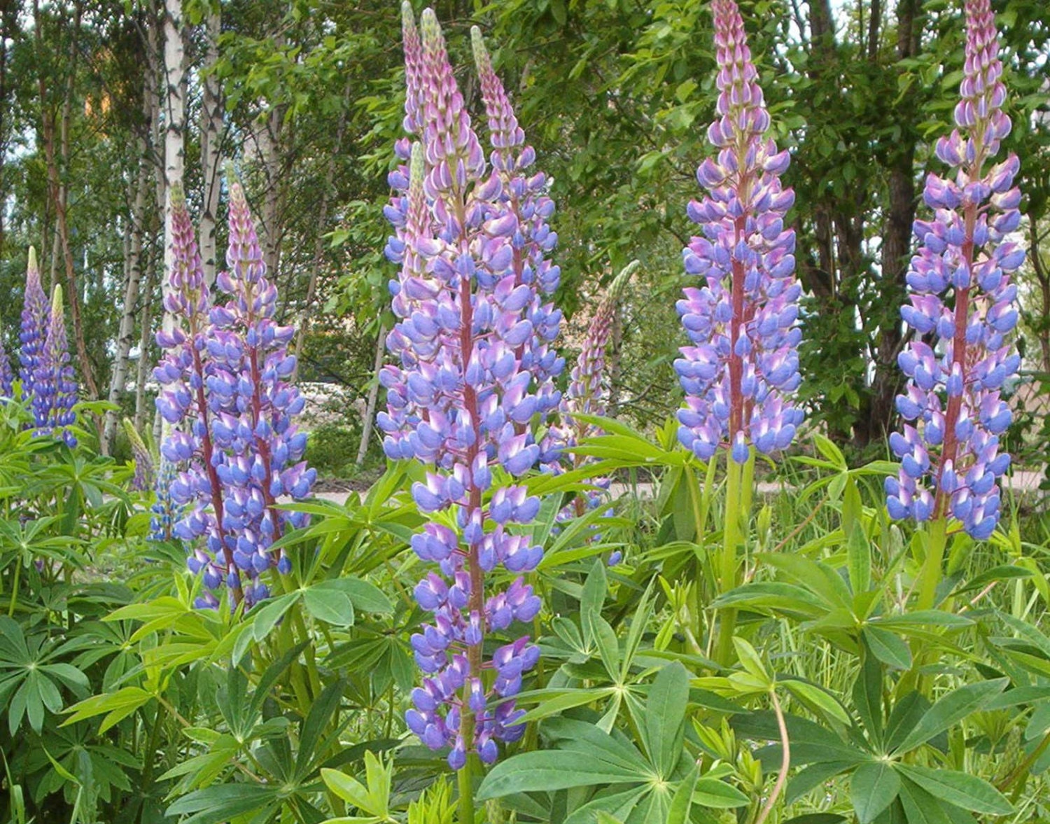 Lupinus Polyphyllus Blue Bonnet Big-leaved Lupin 10_seeds | Etsy