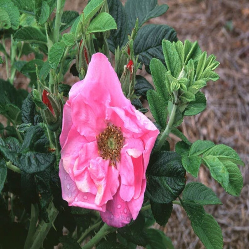 Rosa Rugosa Pink | Beach, Japanese, Ramanas, and Saltspray Rose | 20 ...