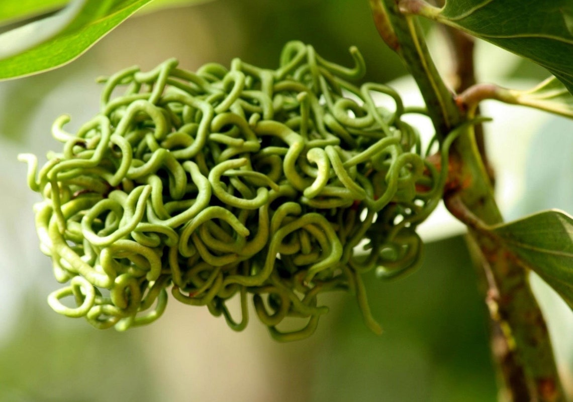 Acacia Mangium | Black & Hickory Wattle | Forest Mangrove | 20_seeds - Etsy