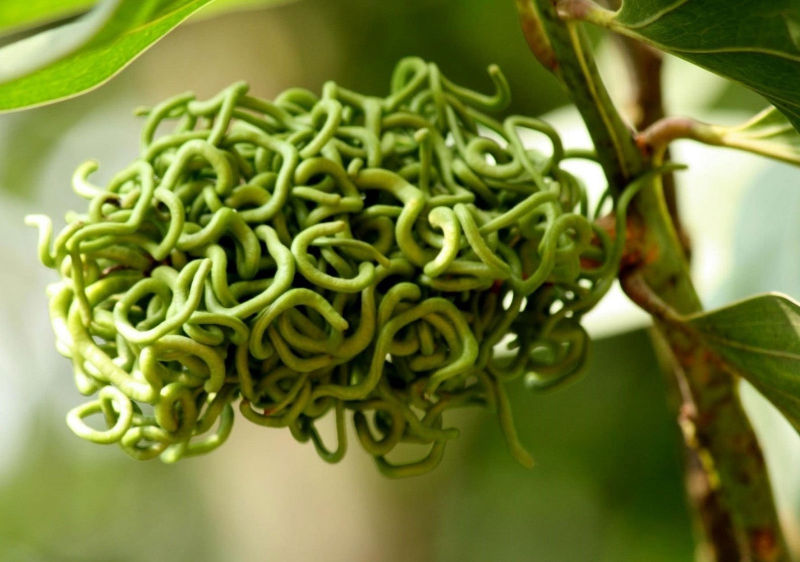 Acacia mangium Black & Hickory Wattle Forest Mangrove | Etsy