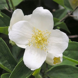 Philadelphus Coronarius | English Dogwood | Sweet Mock Orange | 200 ...