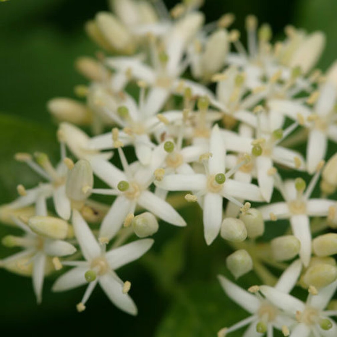 Cornus Sanguinea | Bloodtwig Dogwood | Compressa | 20_seeds - Etsy