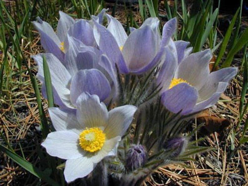 Anemone Patens Var. Wolfgangiana | Pasque Flower | 10_seeds - Etsy