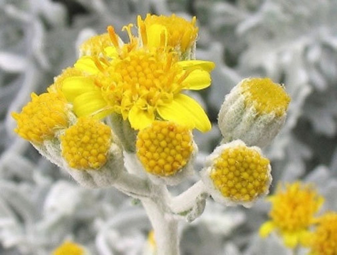 Artemisia Stelleriana | Dusty Miller | Beach Sage | Oldwoman | 20_seeds ...