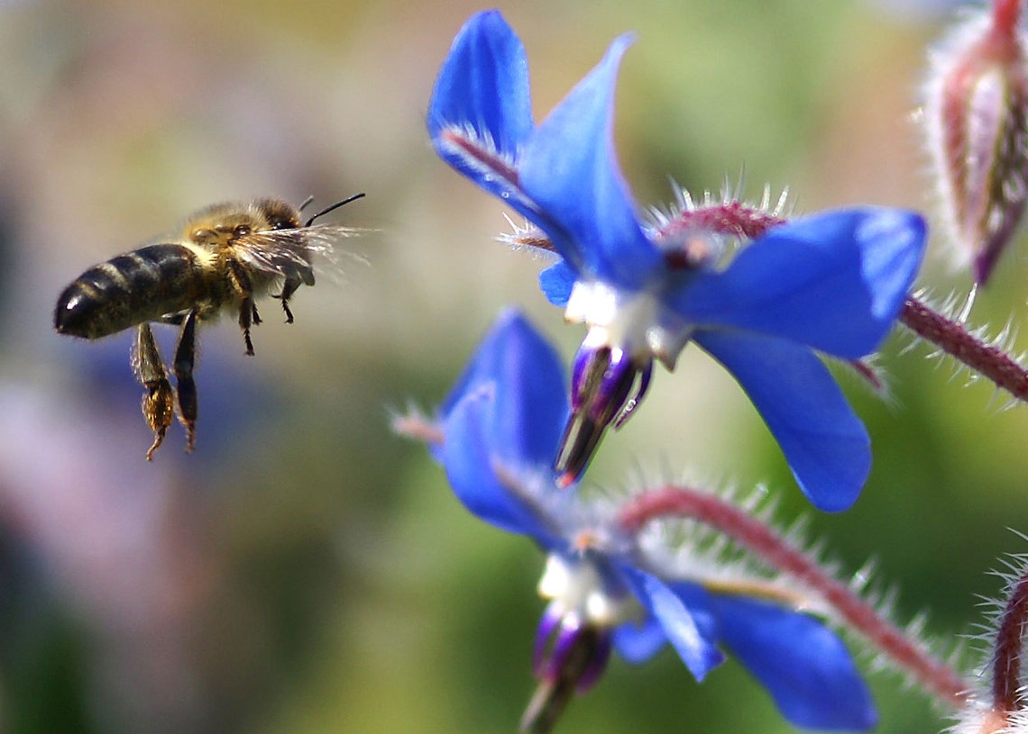Borago Officinalis Cool Tankard 50_seeds | Etsy