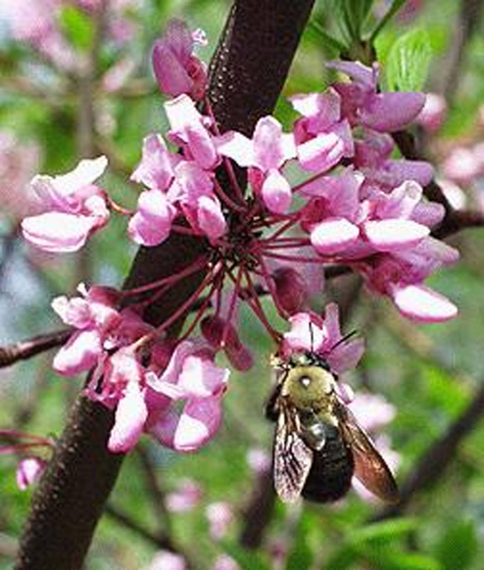 Cercis canadensis Eastern Redbud 5_Seeds | Etsy