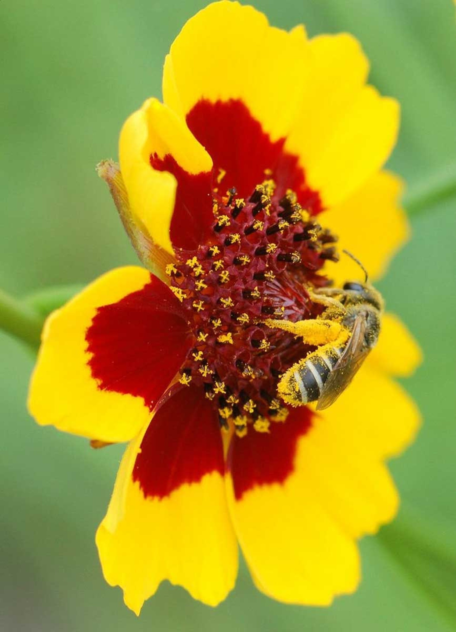 Coreopsis Tinctoria Calliopsis Tickseed 200_seeds | Etsy