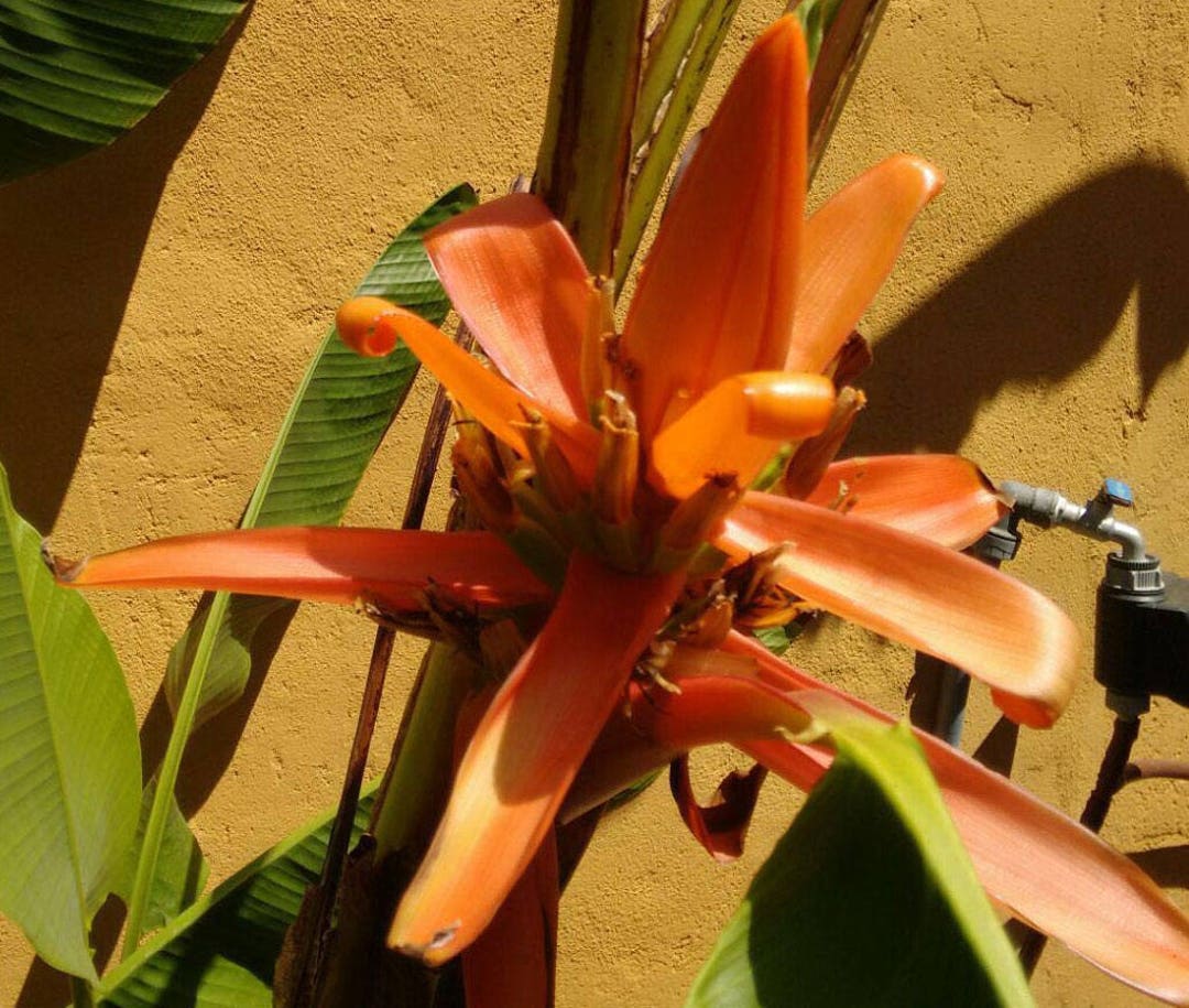 Musa Aurantiaca | 20_seeds - Etsy
