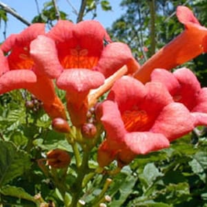 Campsis Radicans | Cow Itch | Hummingbird Vine | Trumpet Creeper | 20 ...