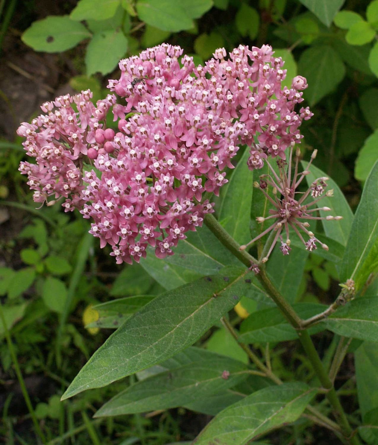 Asclepias Incarnata| Rose Red Swamp Milkweed| Silkweed| 100_seeds - Etsy