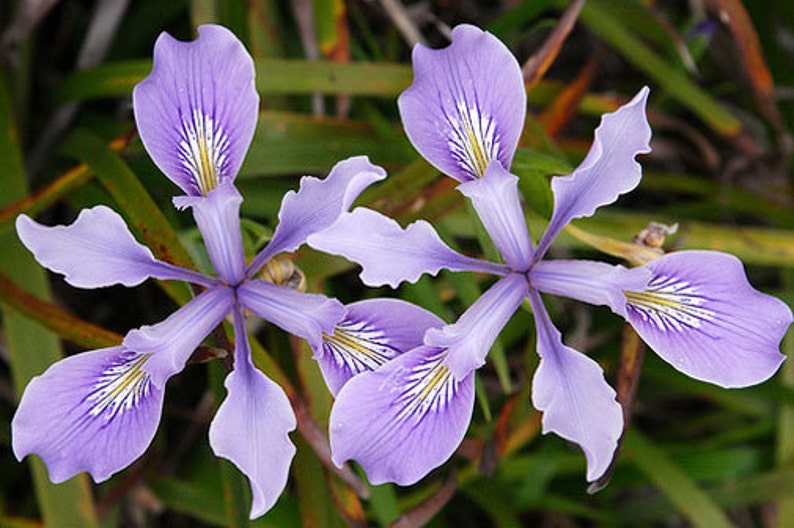 Iris Versicolor Blue Flag Dagger Flower 20_seeds - Etsy