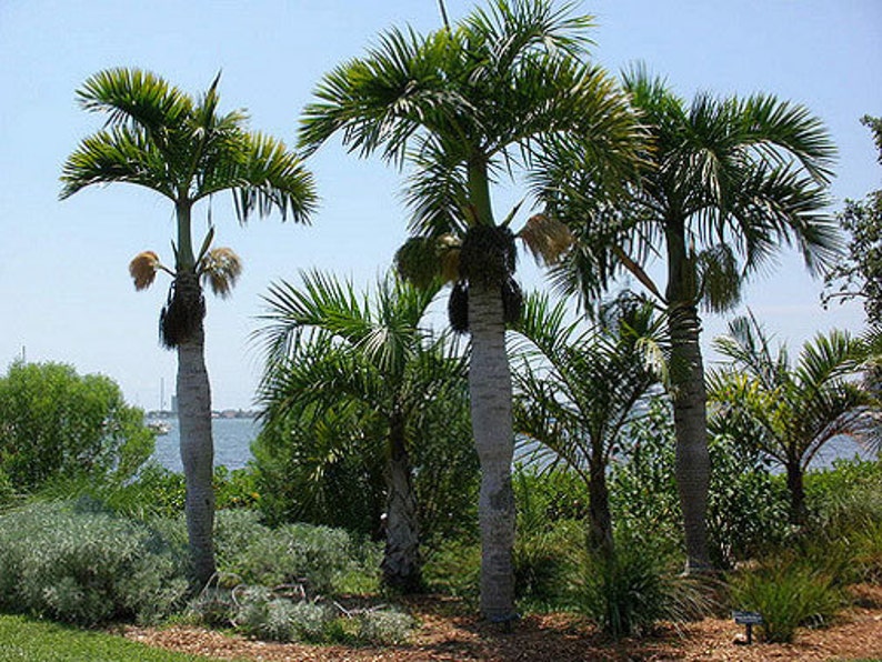 Hyophorbe Verschaffeltii | Spindle Palm | 10_seeds - Etsy