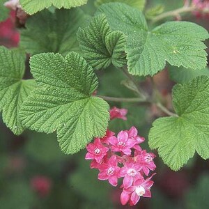Ribes Sanguineum | Blood Flowering Redflower Winter Currant | 10_seeds ...