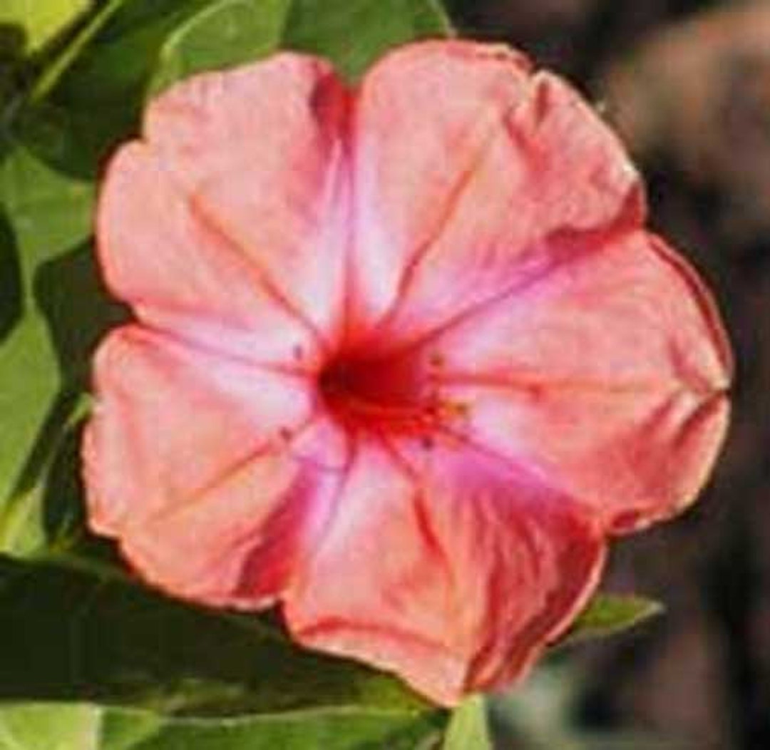 Mirabilis Jalapa Salmon Sunset Four Oclock Marvel Peru - Etsy