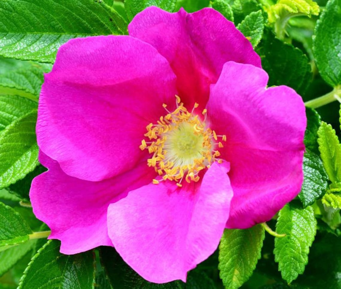 Rosa Rugosa Rubra | Red Japanese Rose | 5_seeds - Etsy