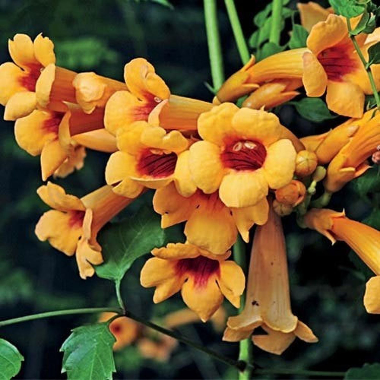 Campsis Radicans Flava | Yellow Trumpet Vine | 20_seeds - Etsy