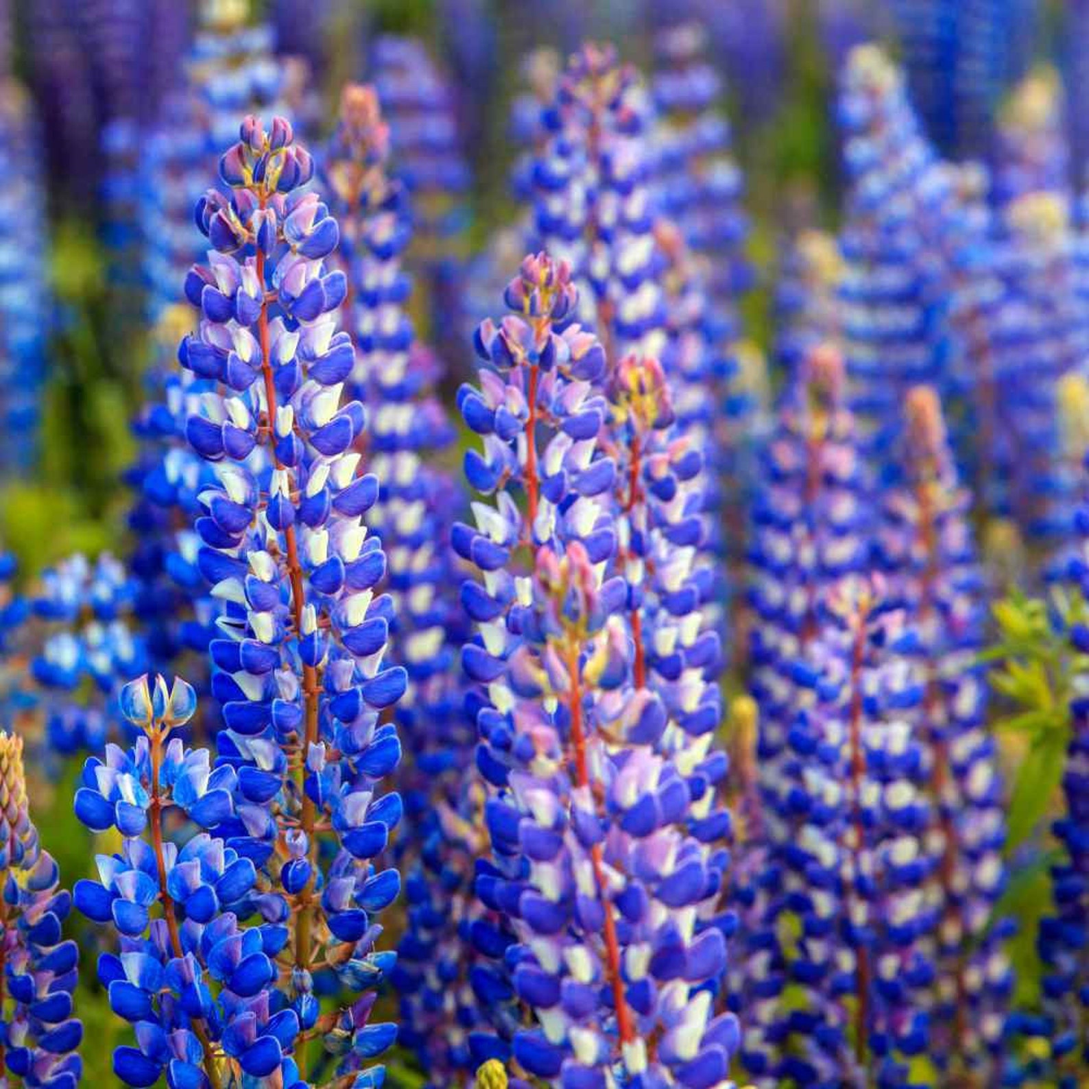 Lupinus Perennis | Wild Lupine | Sundial Lupine | 50_seeds - Etsy