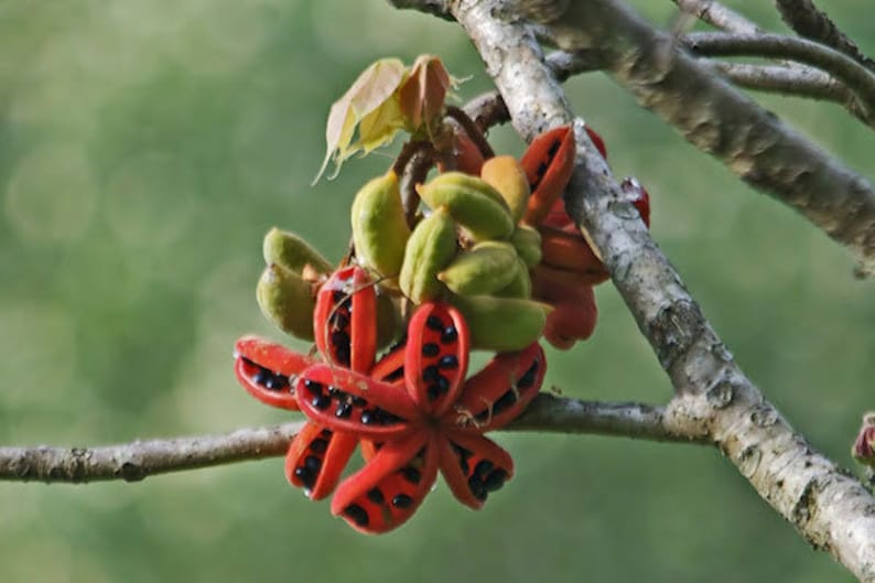 Sterculia Villosa Elephant Rope Treehairy-sterculia | Etsy