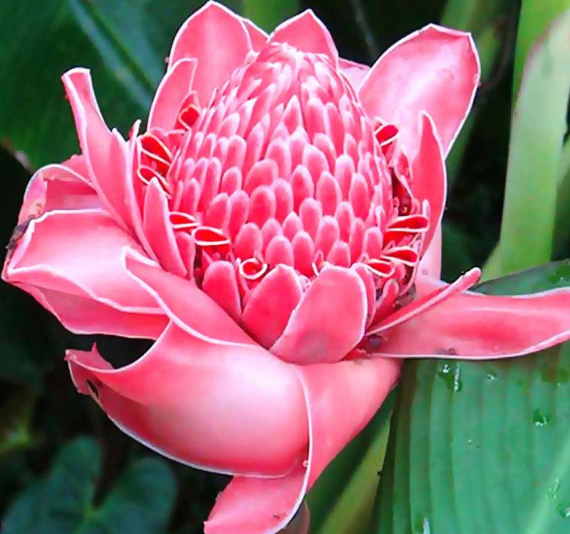 Etlingera Elatior Pink | Torch Ginger | Combrang | Wax Flower | 20 ...