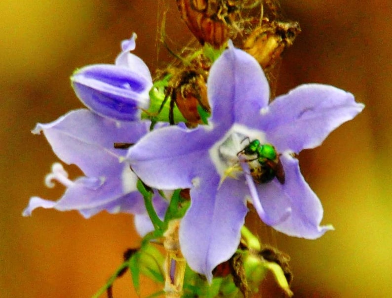 Campanulastrum Americanum | Tall American Bellflower | 100_seeds - Etsy