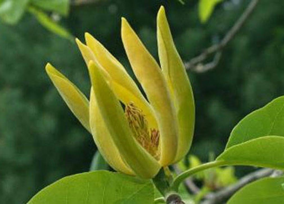 Magnolia Acuminata | Cucumber Tree | 10_seeds - Etsy
