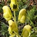 Aconitum Anthora | Yellow Monkshood | 10_seeds - Etsy