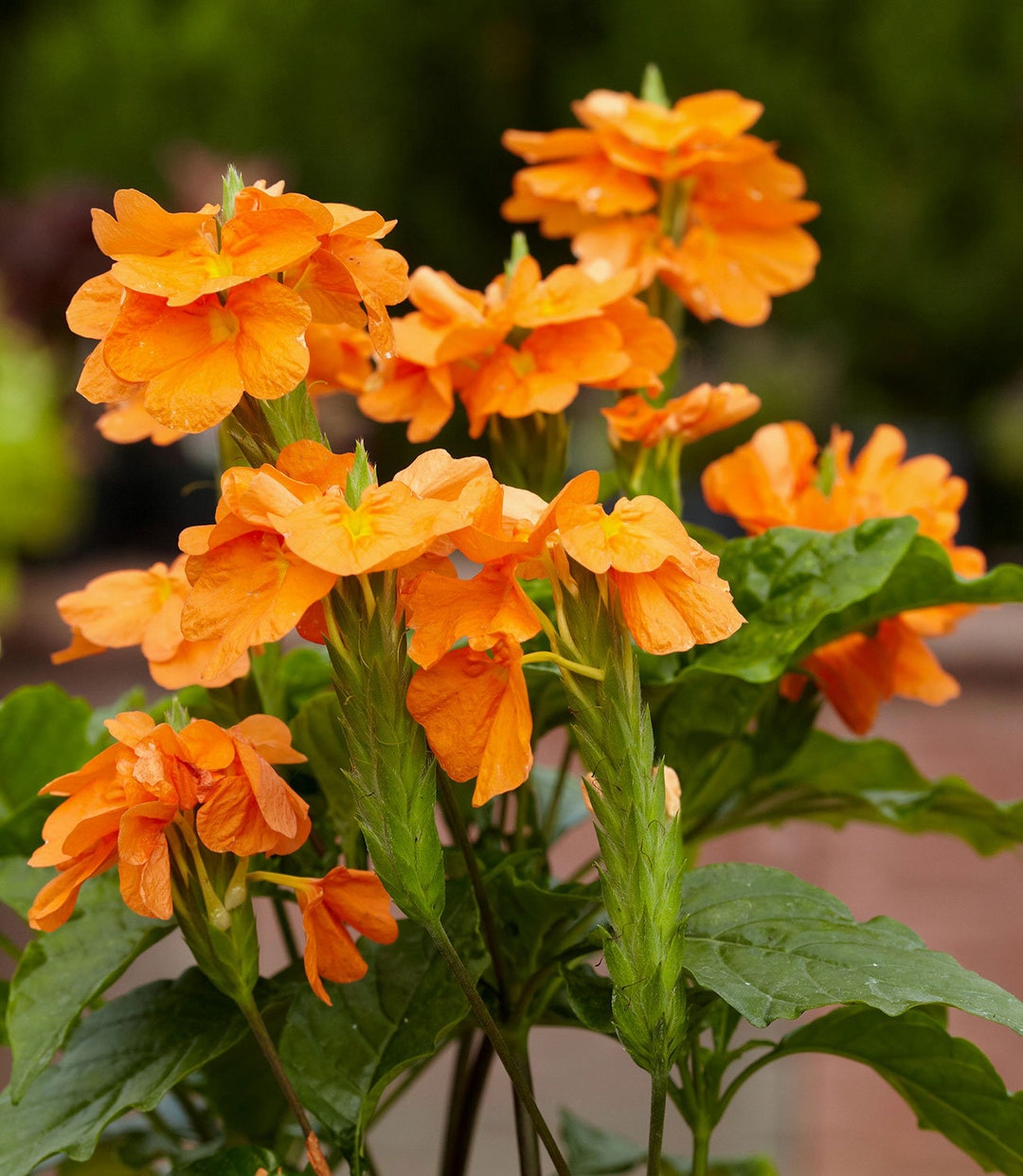 Crossandra Infundibuliformis Orange Marmalade | 50_seeds - Etsy