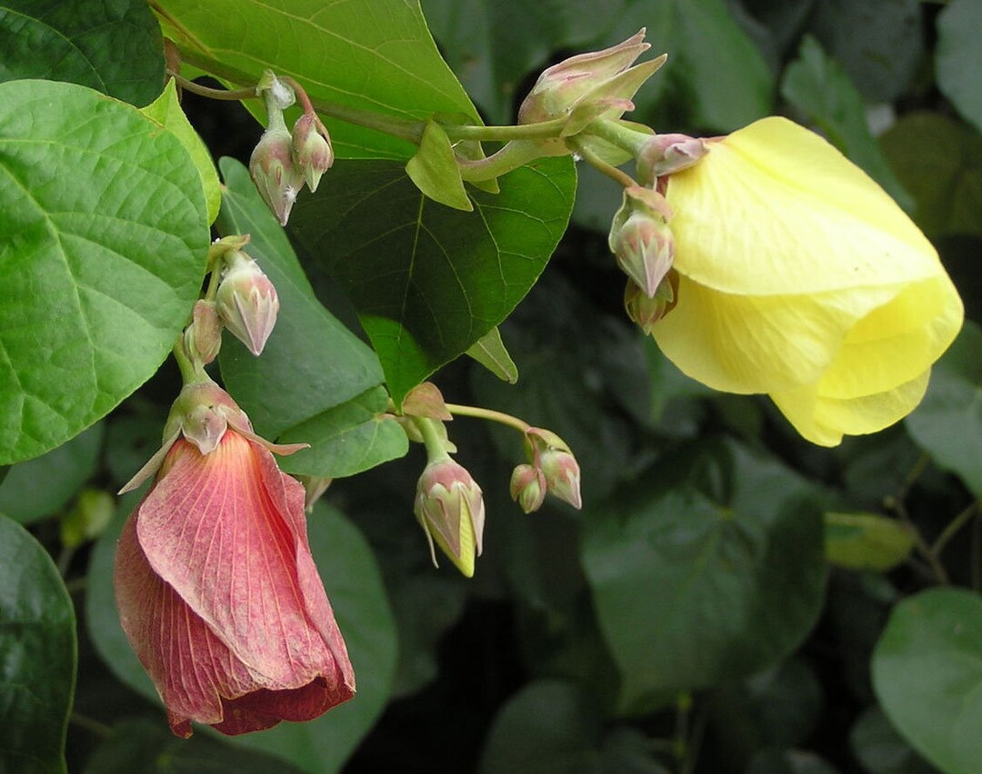 Thespesia Populnea | Portia Tree | Aden Apple | Indian Tulip | Milo ...