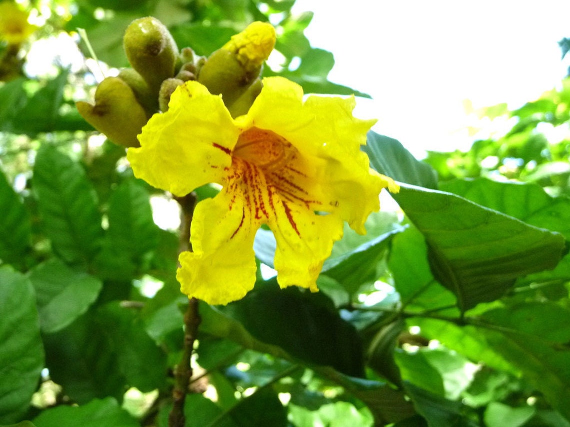Markhamia Lutea Nile Trumpet & Tulip Siala Tree 10_seeds | Etsy