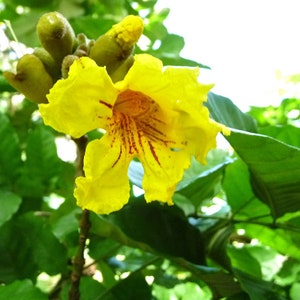 Markhamia Lutea | Nile Trumpet & Tulip | Siala Tree | 20_seeds - Etsy