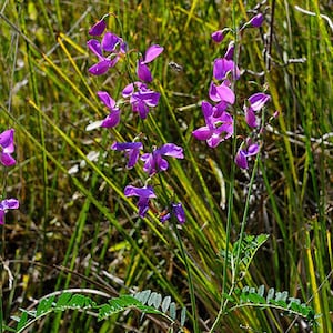 Swainsona Galegifolia | Smooth Darling Pea | 50_seeds - Etsy