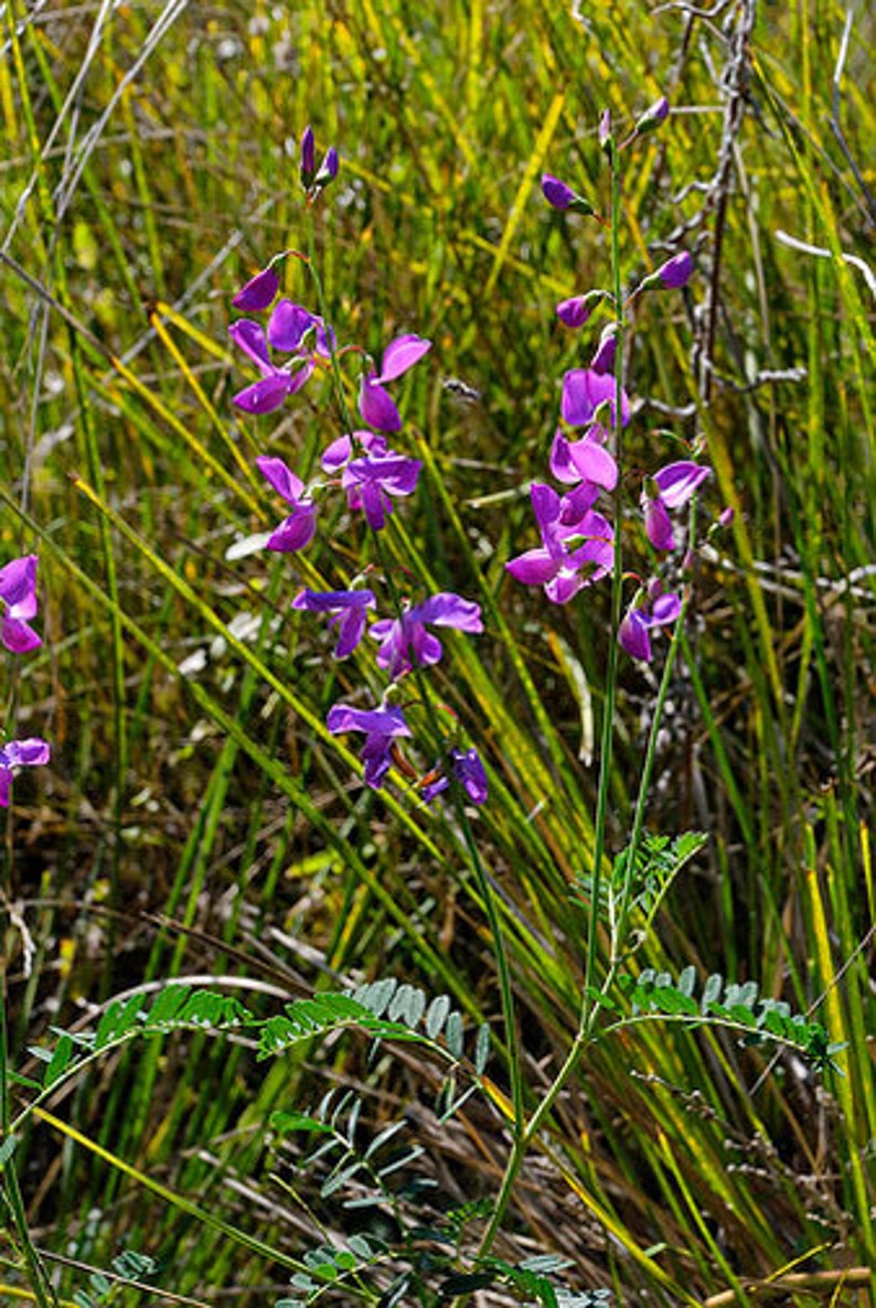 Swainsona Galegifolia Smooth Darling Pea 50_seeds - Etsy