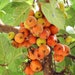 Ficus Racemosa | Indian Cluster Fig Tree | Goolar | Gular | 200_seeds ...