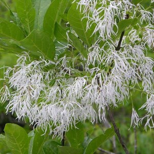 Chionanthus Virginicus | Fringe Tree | Grancy Graybeard | 5_seeds - Etsy