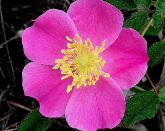Asclepias Eriocarpa Indian Kotolo Milkweed Woollypod - Etsy