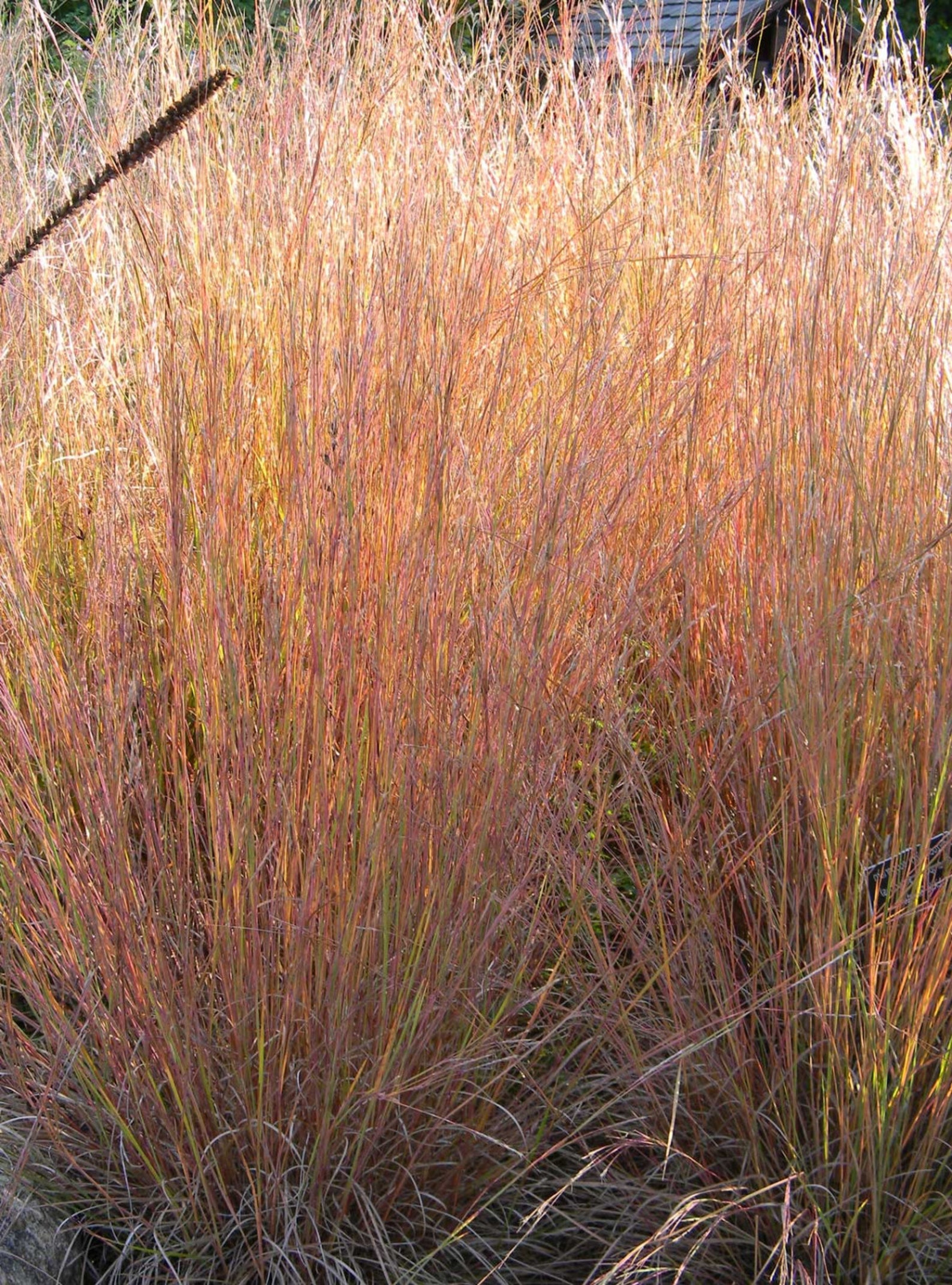 Schizachyrium Scoparium| Little Bluestem| Bunchgrass| 1000_seeds - Etsy