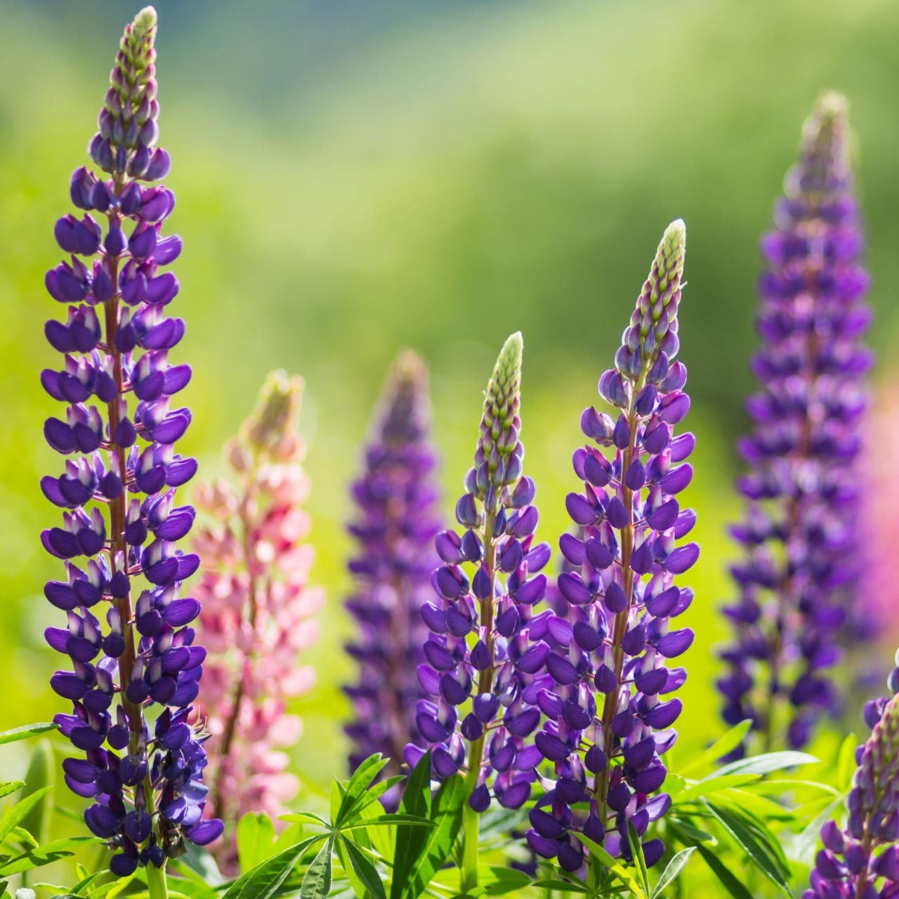 Lupinus Perennis | Wild Lupine | Sundial Lupine | 50_seeds - Etsy
