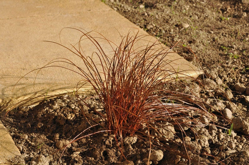 Uncinia Egmontiana | Orange Hook & Egmont Hook Sedge | 50_seeds - Etsy