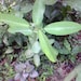 Codariocalyx Motorius | Dancing Plant | Telegraph | Semaphore | 20 ...
