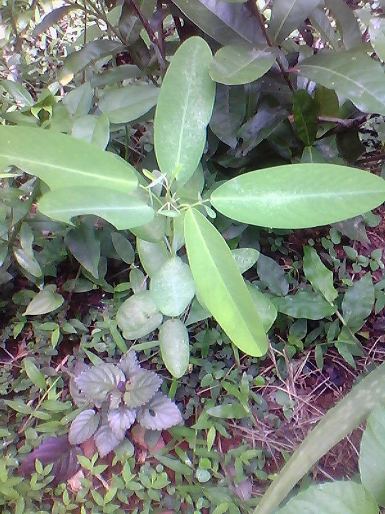 Codariocalyx Motorius Dancing Plant Telegraph Semaphore | Etsy