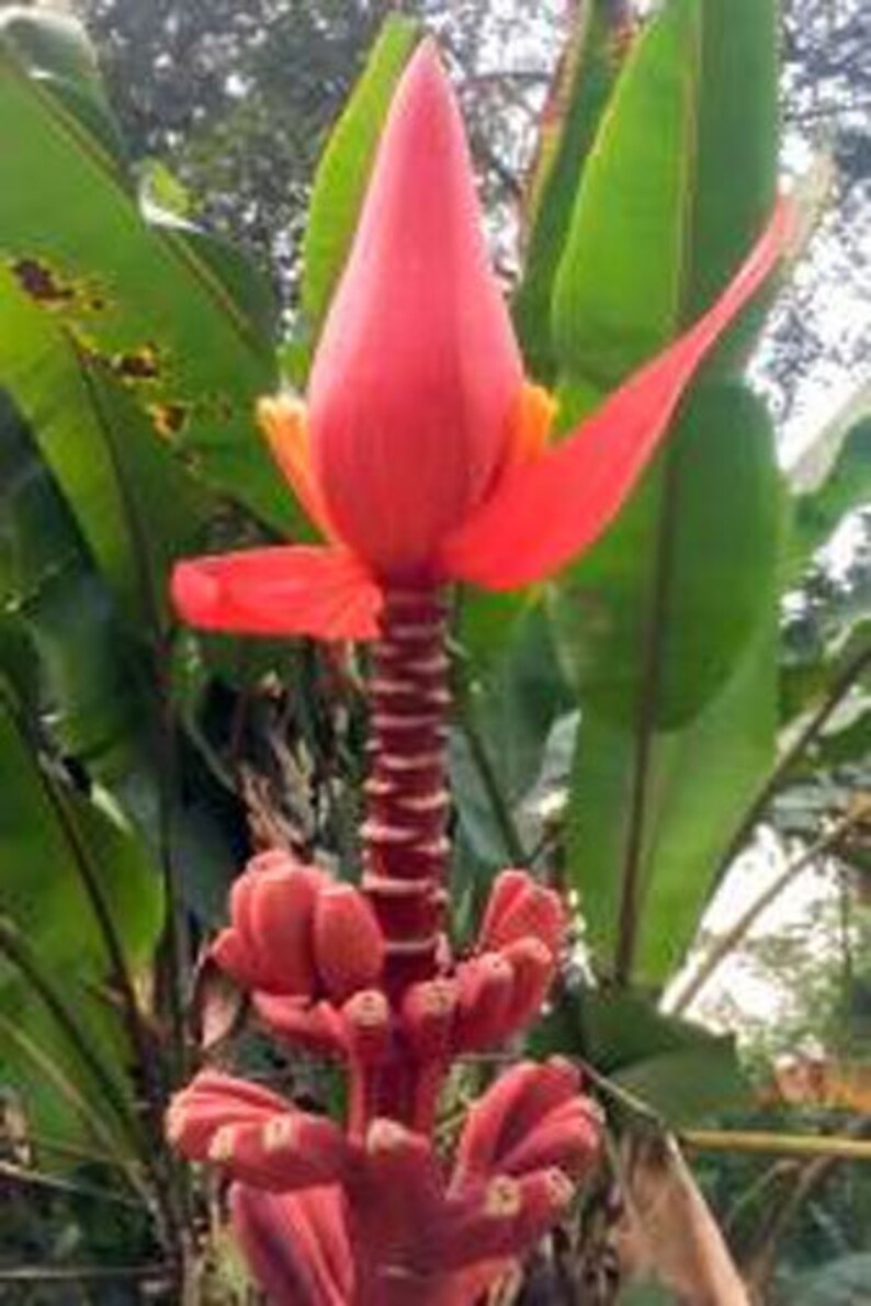 Musa Nagensium Hongii | 5_seeds - Etsy