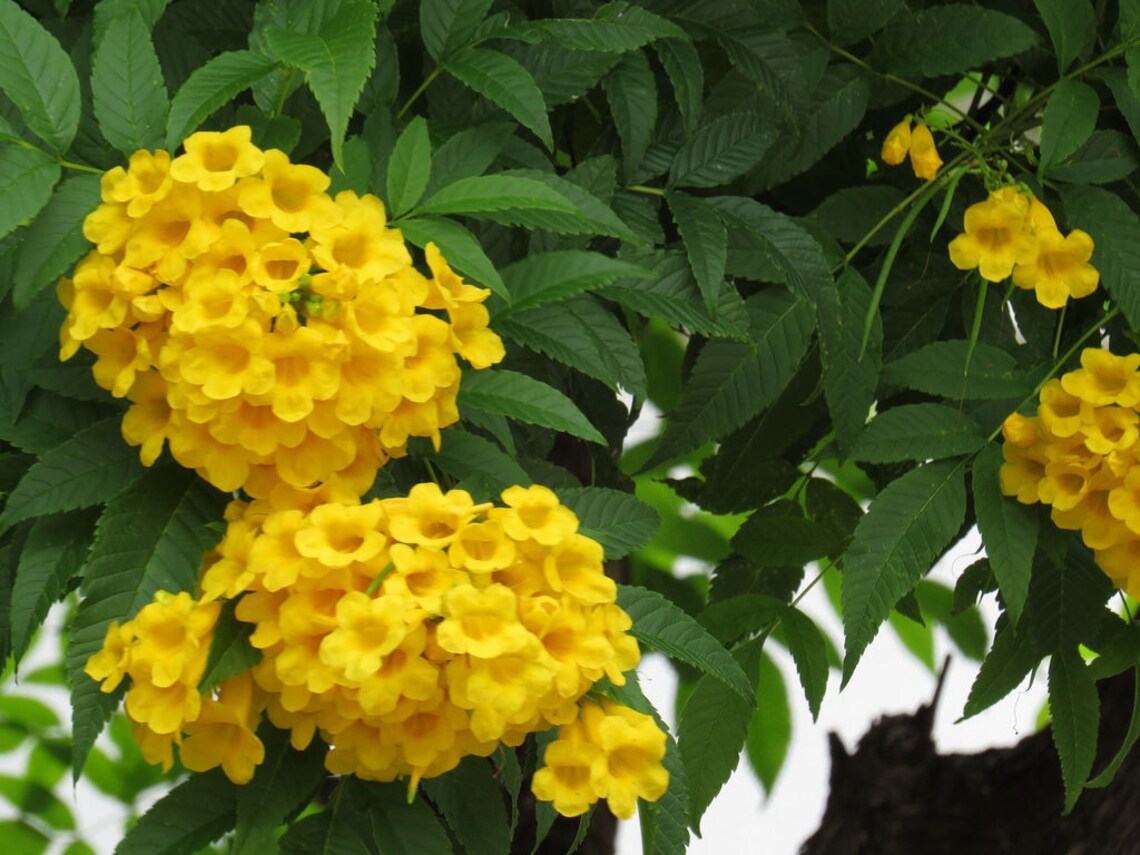 Tecoma Stans | Yellow Bells | Trumpet Flower | 20_seeds - Etsy