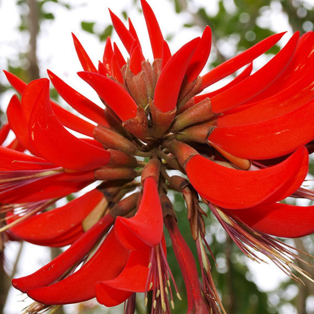 Erythrina Variegata | Thorny Dadap | Easter Flower |indian Coral Tree ...