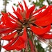 Erythrina Variegata Thorny Dadap Easter Flower indian Coral Tree 5 ...