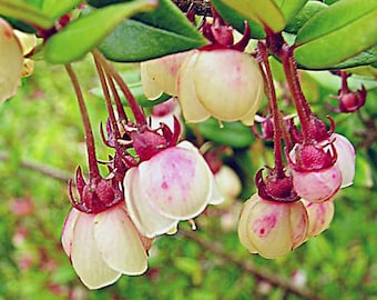 Ugni Molinae | Chilean Guava | Strawberry Myrtle | 10 Seeds - Etsy
