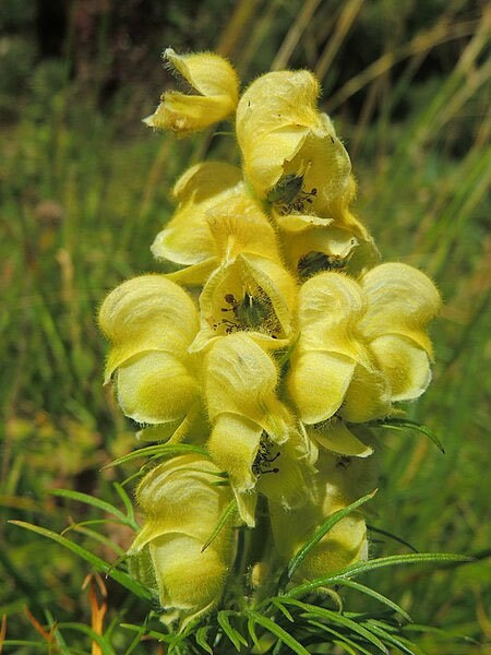 Aconitum Anthora | Yellow Monkshood | 10_seeds - Etsy